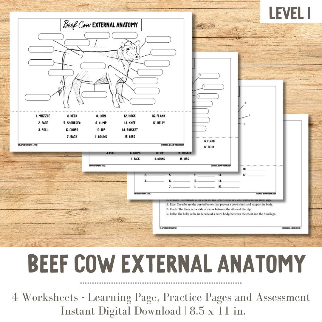 PRINTABLE Beef Cow External Anatomy - Level 1 – Sunrise Art & Design