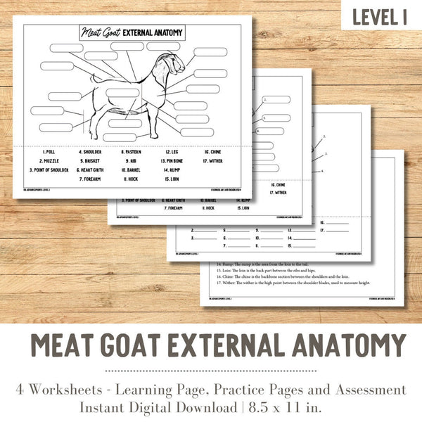 PRINTABLE Meat Goat External Anatomy - Level 1 – Sunrise Art & Design