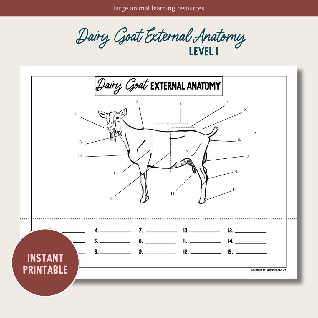 PRINTABLE Dairy Goat External Anatomy - Level 1 – Sunrise Art & Design