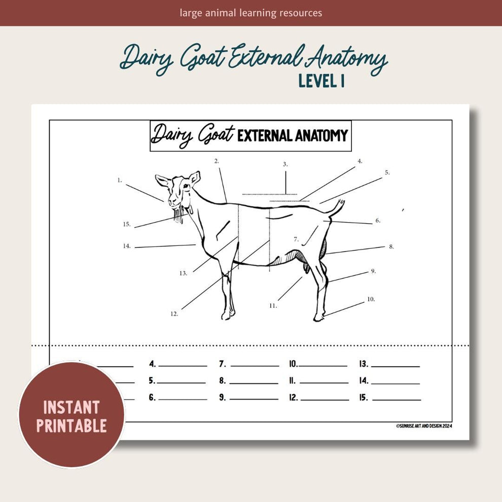 PRINTABLE Dairy Goat External Anatomy - Level 1 – Sunrise Art & Design
