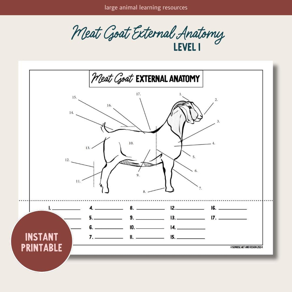 PRINTABLE Meat Goat External Anatomy - Level 1 – Sunrise Art & Design